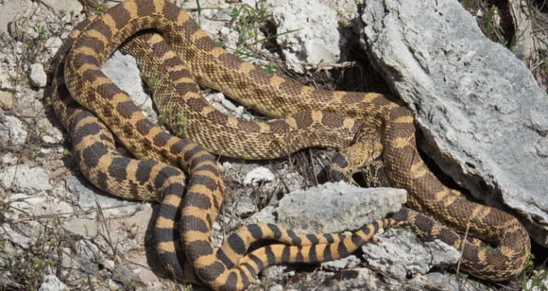 Bullsnakes – Cherry Hills Land Preserve